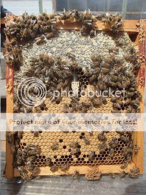 Now mating nuc question | Beesource Beekeeping Forums